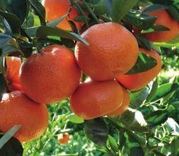 Pakistan lines up seedless mandarin exports | Article | Fruitnet