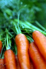 Watton equipment goes under the hammer before closure | Article | Fruitnet