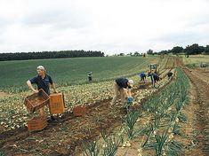 Tesco support for Supasweet | Article | Fruitnet