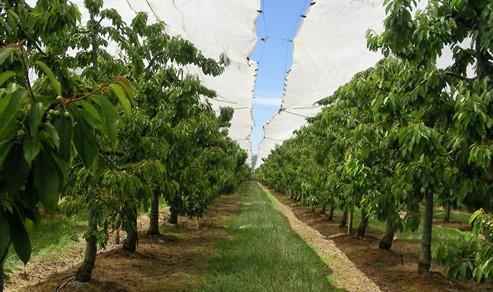 Chile to invest in covered cherry production | Article | Fruitnet