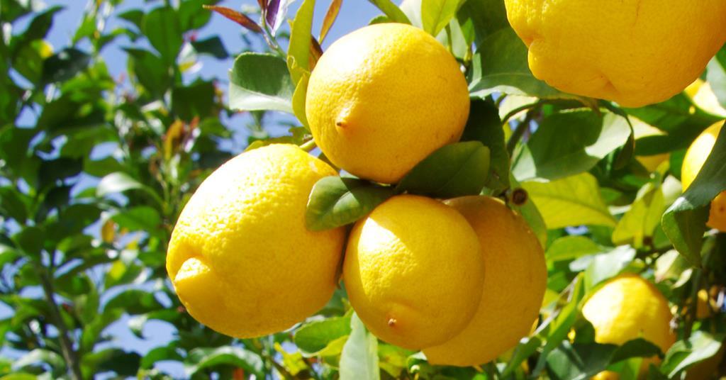 Turkish lemons “lacking” after frosty spring | News | Fruitnet