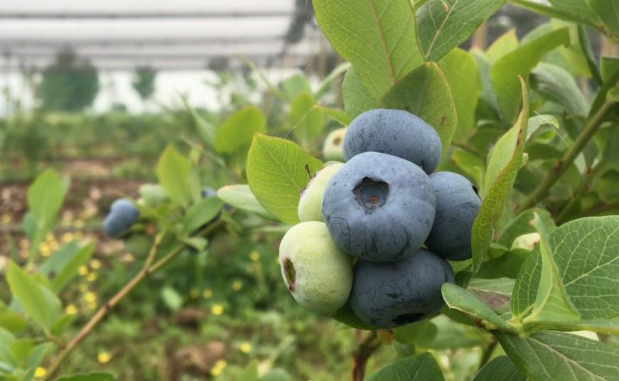 Serbia emerges as key blueberry source | Article | Fruitnet