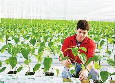 Fresh produce projects receive agri-tech funding | Article | Fruitnet