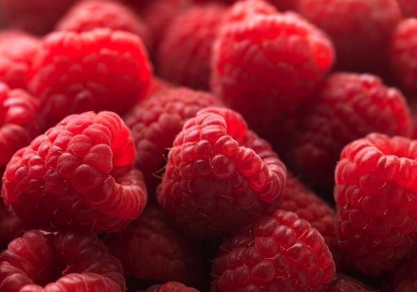 Prepare for SWD, berry producers told | Article | Fruitnet