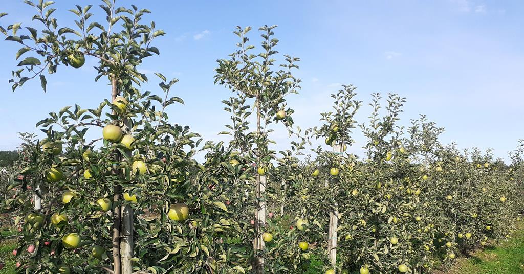 Webinar presents Tonik and Canopy apple varieties | News | Fruitnet