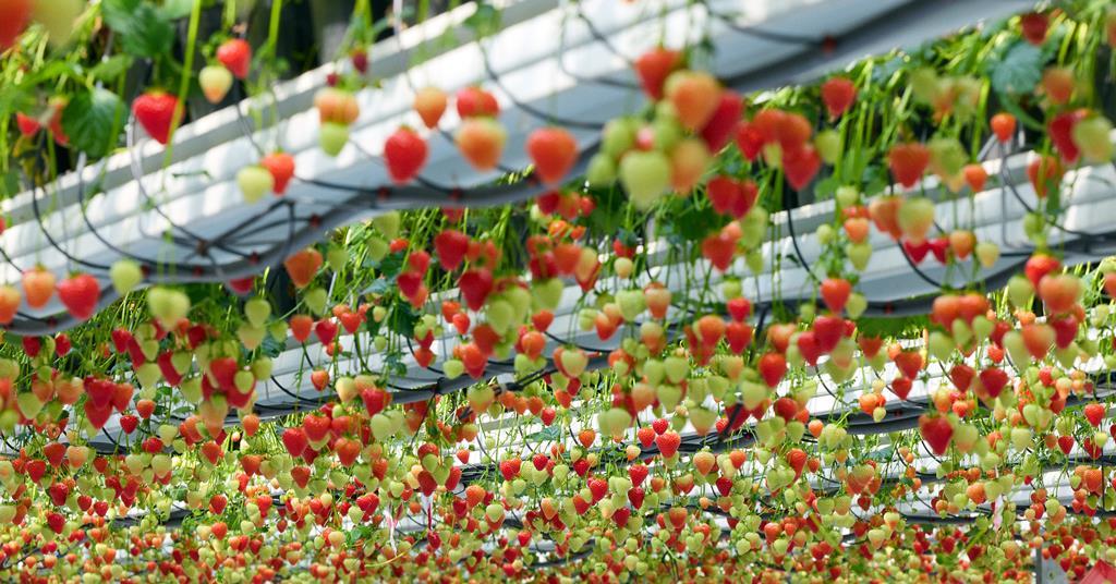 Berry boss talks up year-round potential | News | Fruitnet