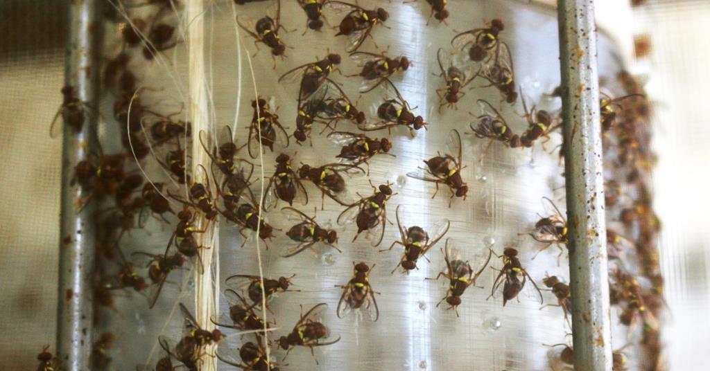 Sterile insects to combat Qfly in WA | Article | Fruitnet