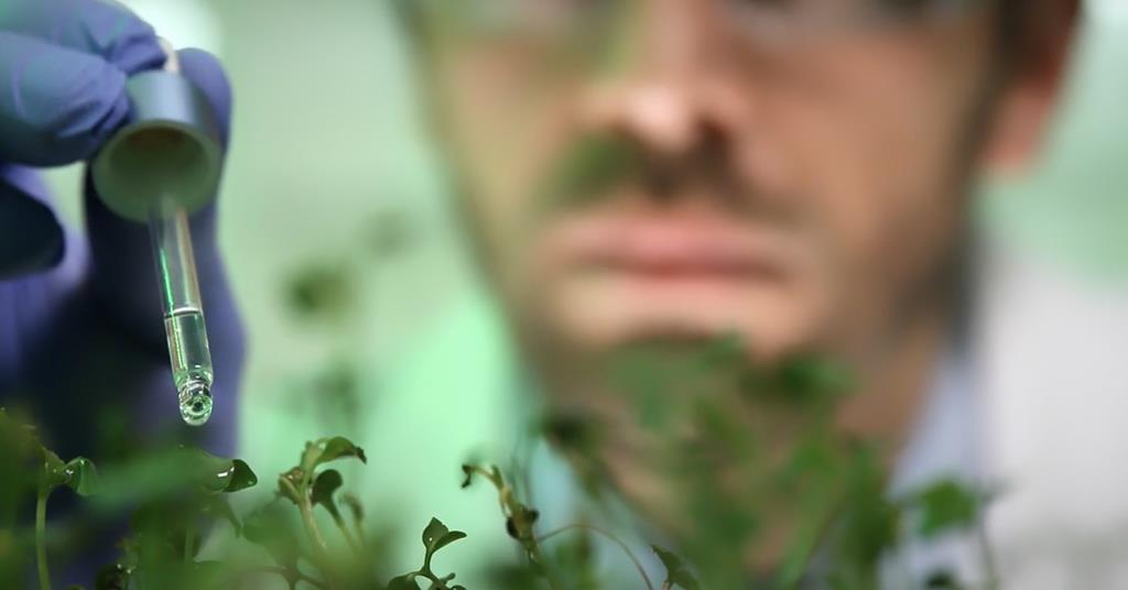 BetterSeeds sees benefits of gene-editing | News | Fruitnet