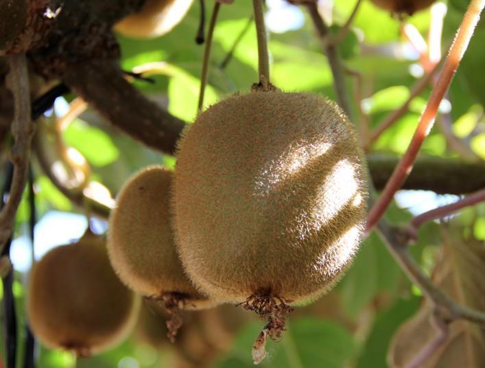 AQSIQ updates list of fruit approved for import | Article | Fruitnet