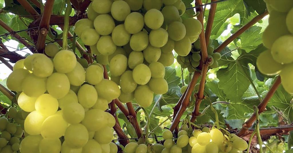 Southern African grape growers weigh up new cultivar options | News ...