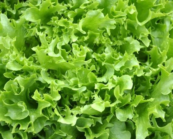 Solution “slows down vegetable decay” | Article | Fruitnet