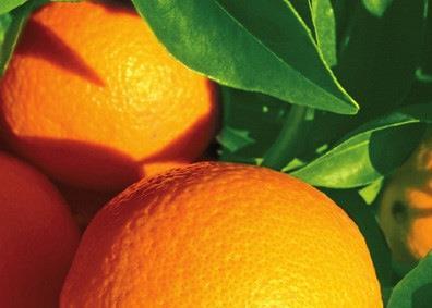 Cecelia's Randy Jacobson retires | Article | Fruitnet