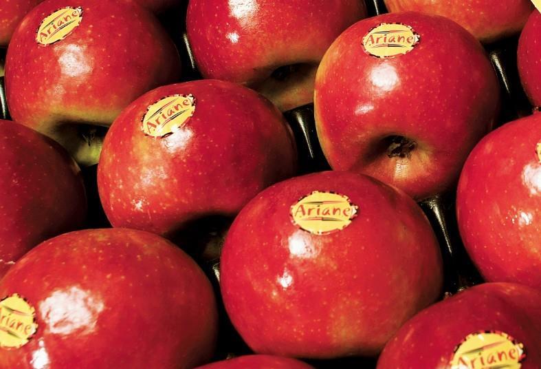 French topfruit gains US access | Article | Fruitnet
