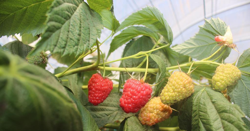 TSBC partners with Berrytech on new raspberry variety | News | Fruitnet