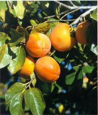 Spanish persimmon set for UK campaign | Article | Fruitnet