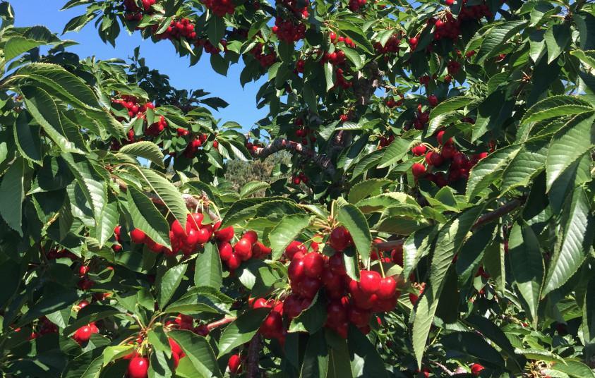 J.O. Sims lands first UK cherry farm | Article | Fruitnet