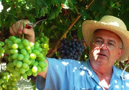 New grape varieties arrive in Europe | Article | Fruitnet