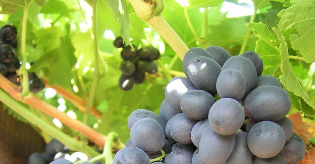 Südafrika arbeitet an verbessertem Marktzugang in Japan und Vietnam ...