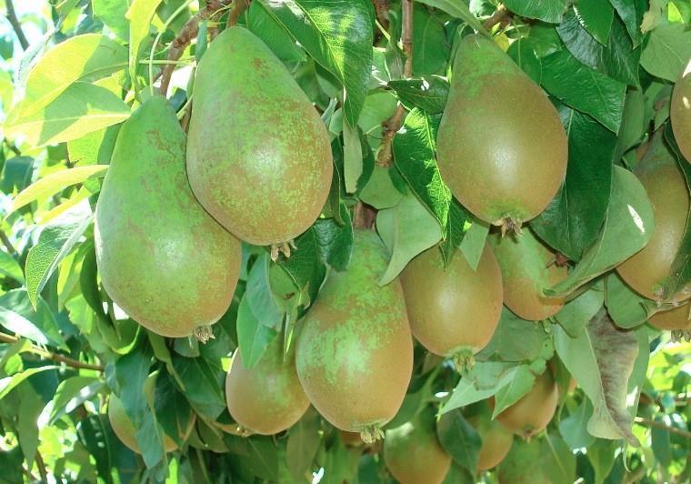 Enza to sell Prevar's new Velvetine pear | Article | Fruitnet