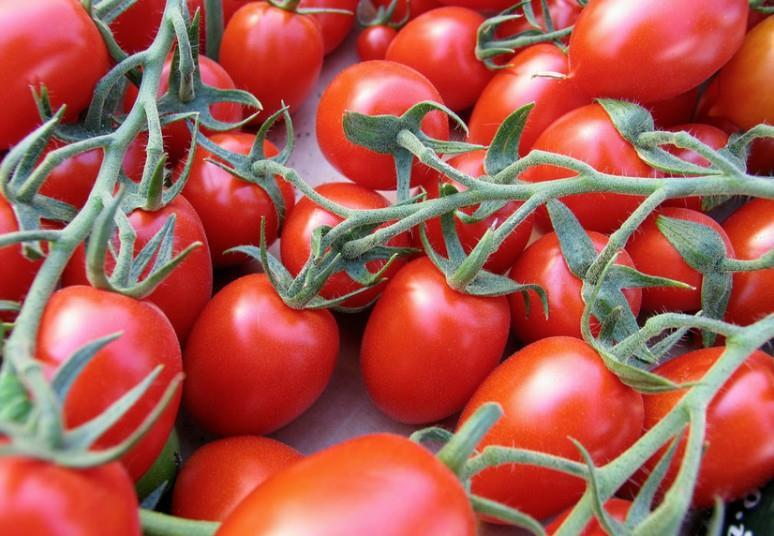 EU imports more Moroccan tomatoes | Article | Fruitnet