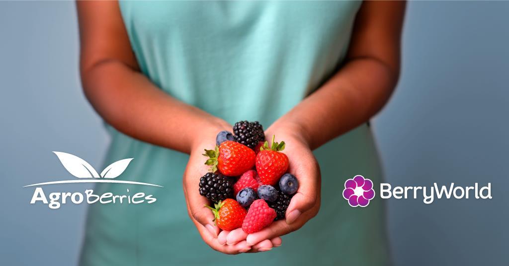 Agroberries buys stake in BerryWorld | News | Fruitnet