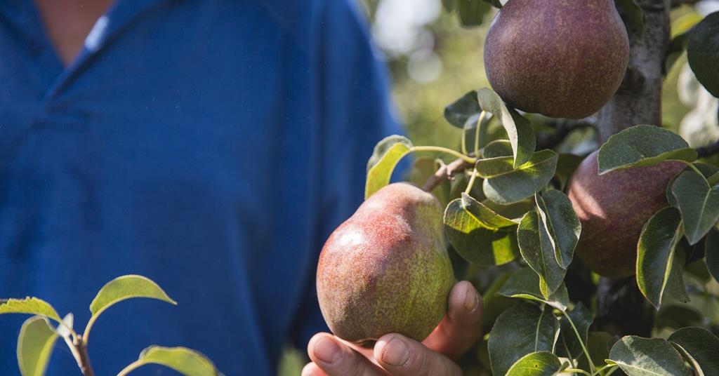 The Greenery to expand Sweet Sensation pear production | News | Fruitnet