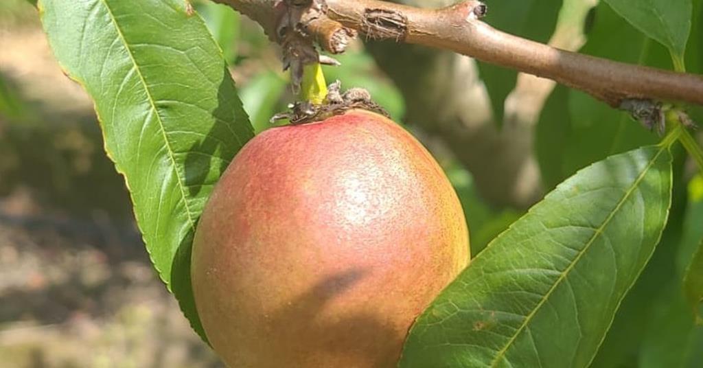 Staay confirms ten-day delay on Spanish stonefruit | News | Fruitnet