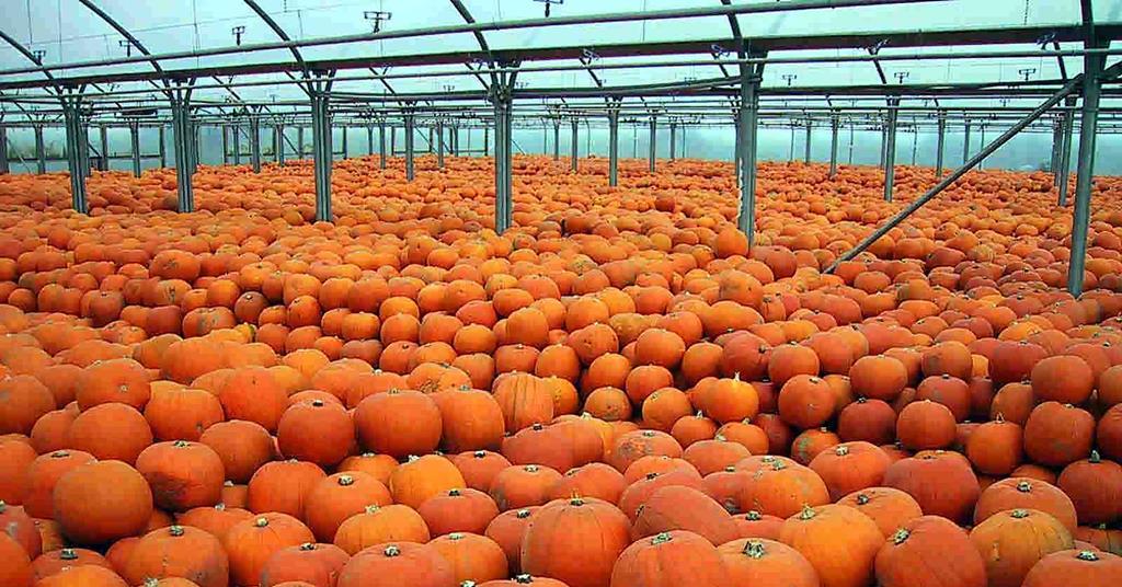 Retailer offers pumpkin recycling | Article | Fruitnet