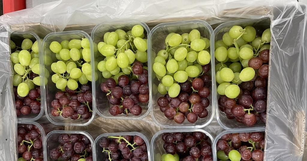 Looking up for Egyptian grapes | News | Fruitnet