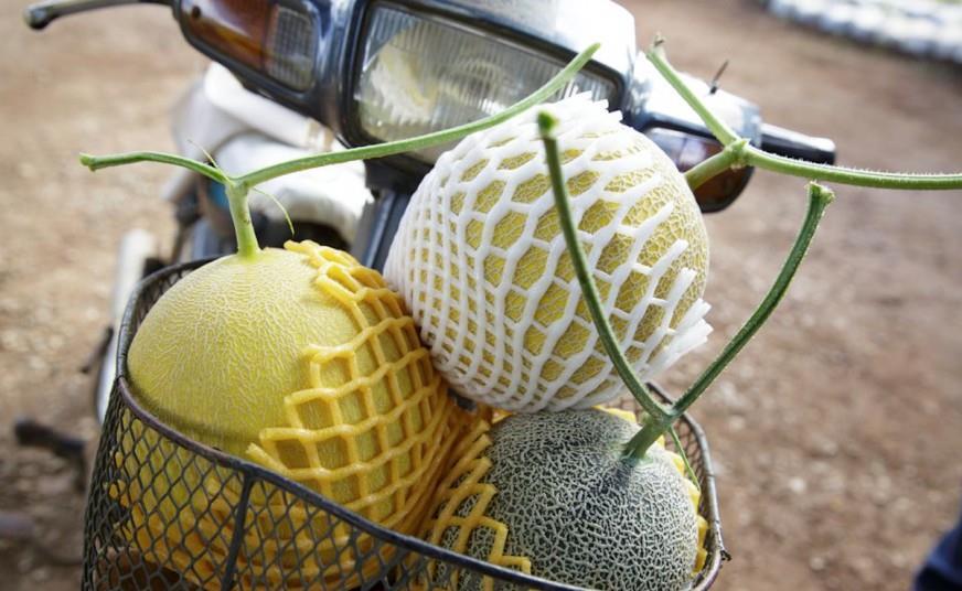 Optimising the Asian melon market | Article | Fruitnet