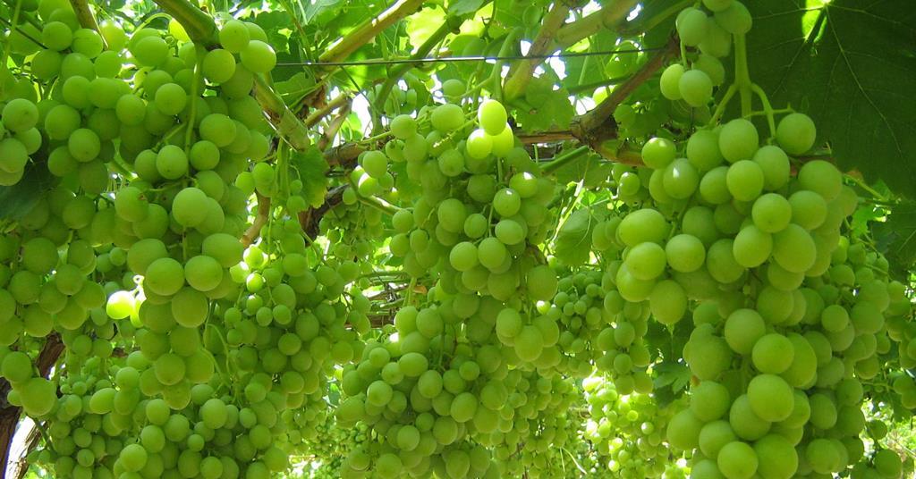 First significant volumes of Namibian grapes leave for Europe | News ...