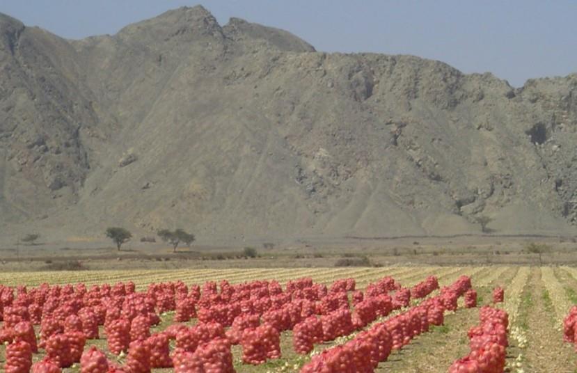 Peruvian production powers ahead | Article | Fruitnet