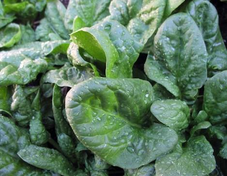 Spinach 'can detect explosives', research reveals | Article | Fruitnet