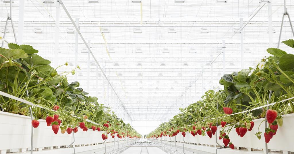 BerryWorld expands into US with new JV | Article | Fruitnet