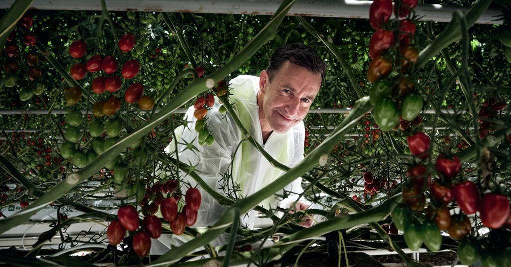 Costa teams up for tomato study | Article | Fruitnet