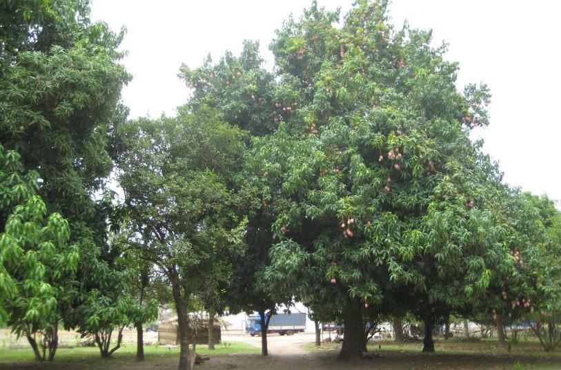 Senegalese mango first for OTC | Article | Fruitnet