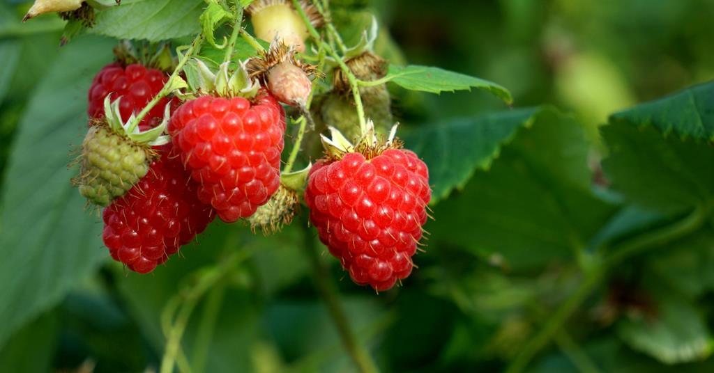 BerryWorld celebrates double award win | Article | Fruitnet