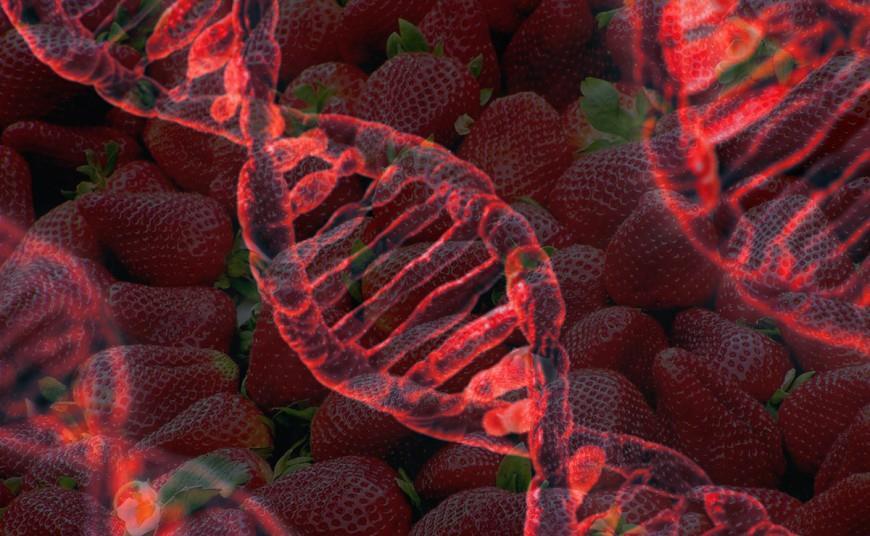 Scientists hail strawberry genome breakthrough | Article | Fruitnet