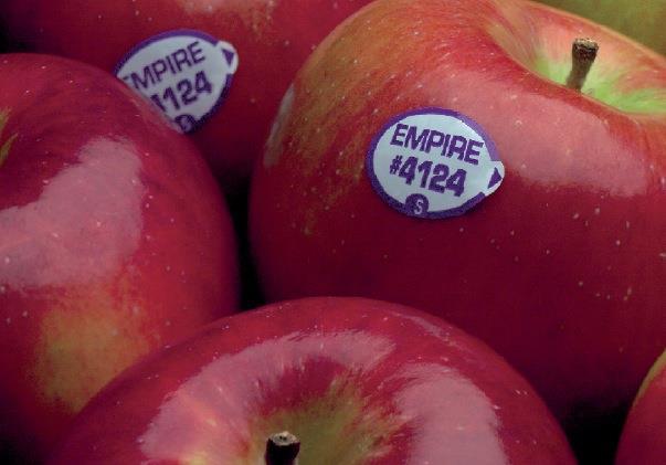New York apples back on track | Article | Fruitnet