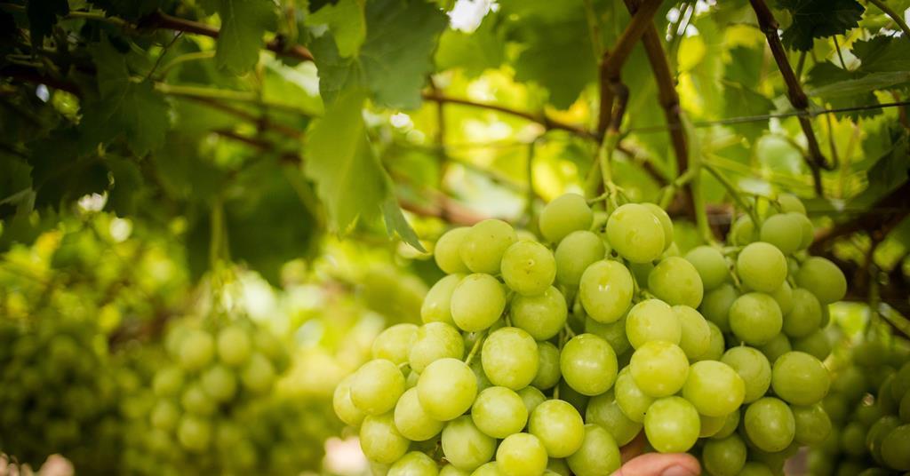 South African grapes on track for record | Article | Fruitnet