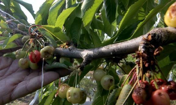 Rain and hail hits early LatAm cherries | Article | Fruitnet