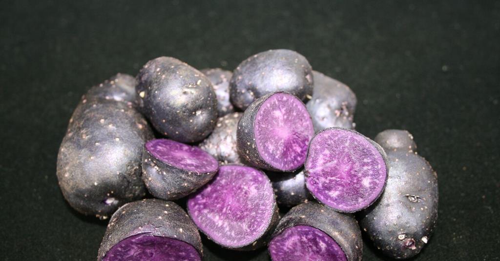 Gene find unlocks potato colouring | Article | Fruitnet