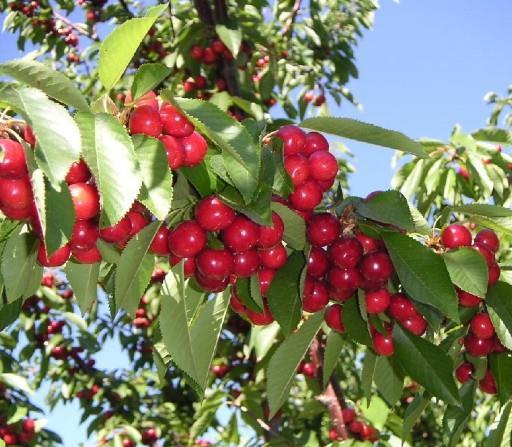Compressed season for California cherries | Article | Fruitnet