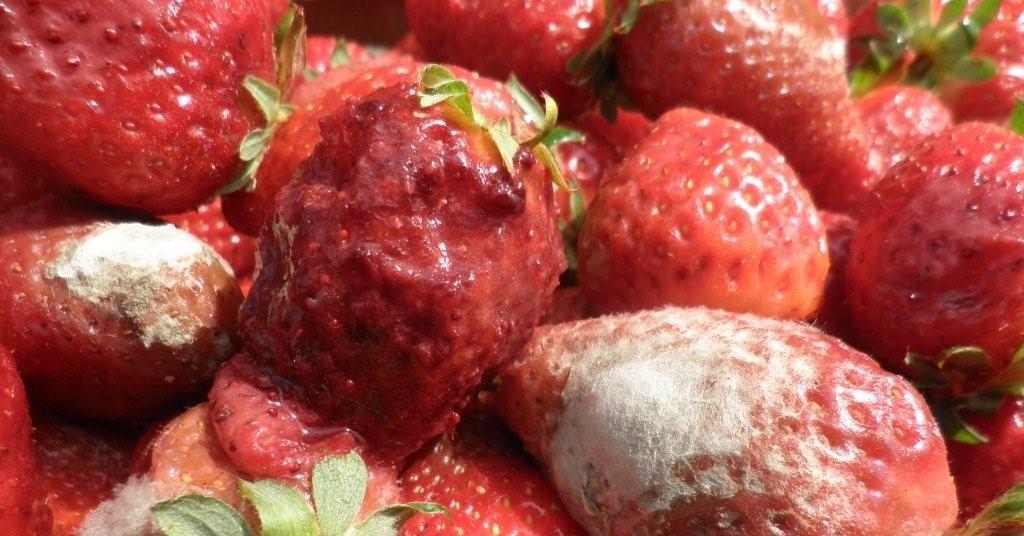 Greengrocer faces hefty bill for selling rotten produce | Article ...