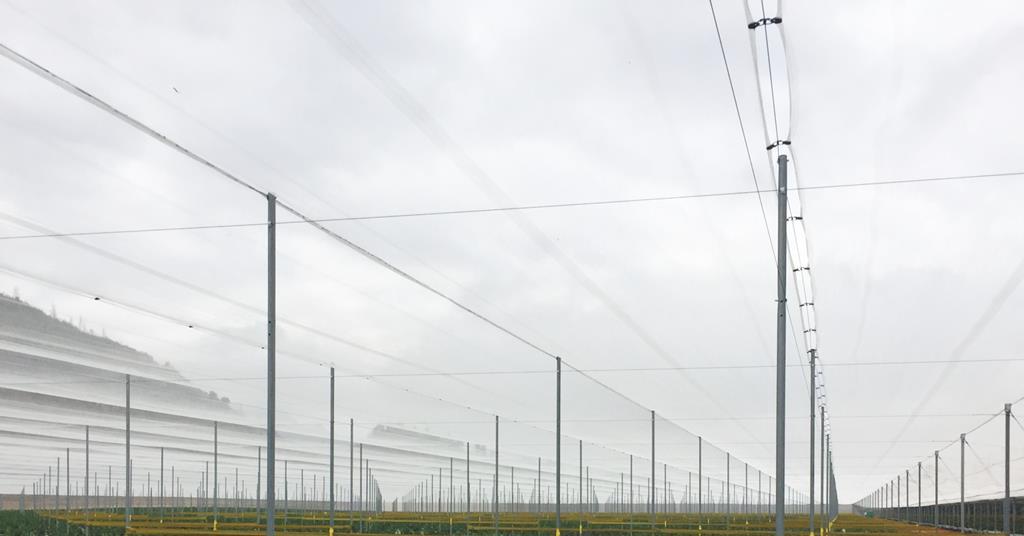 Arrigoni offers more protection for warmer climates | Article | Fruitnet