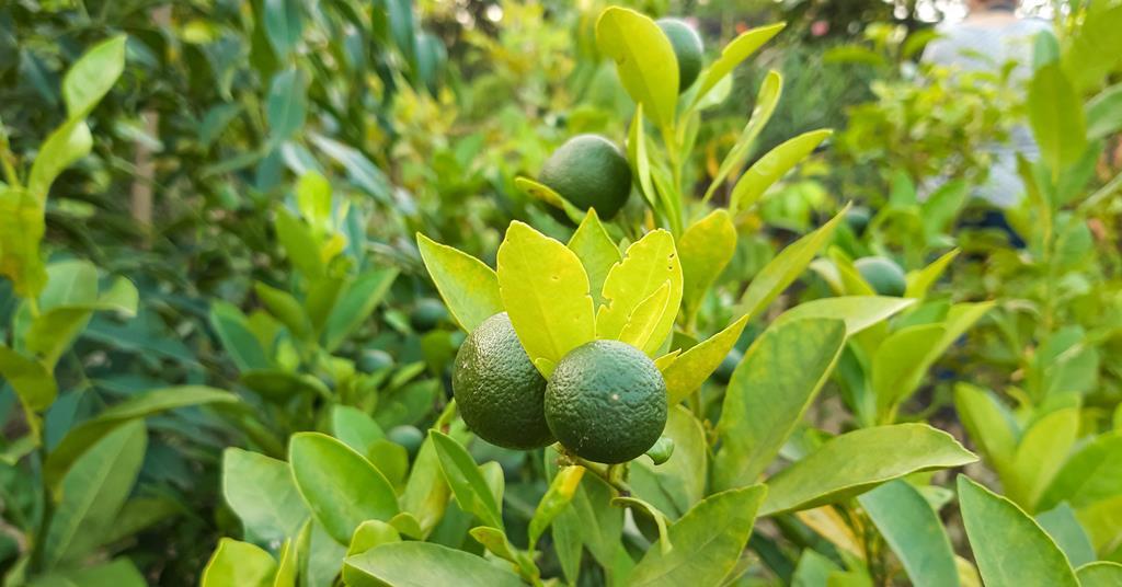 Brazilian lime exports keep on growing | News | Fruitnet
