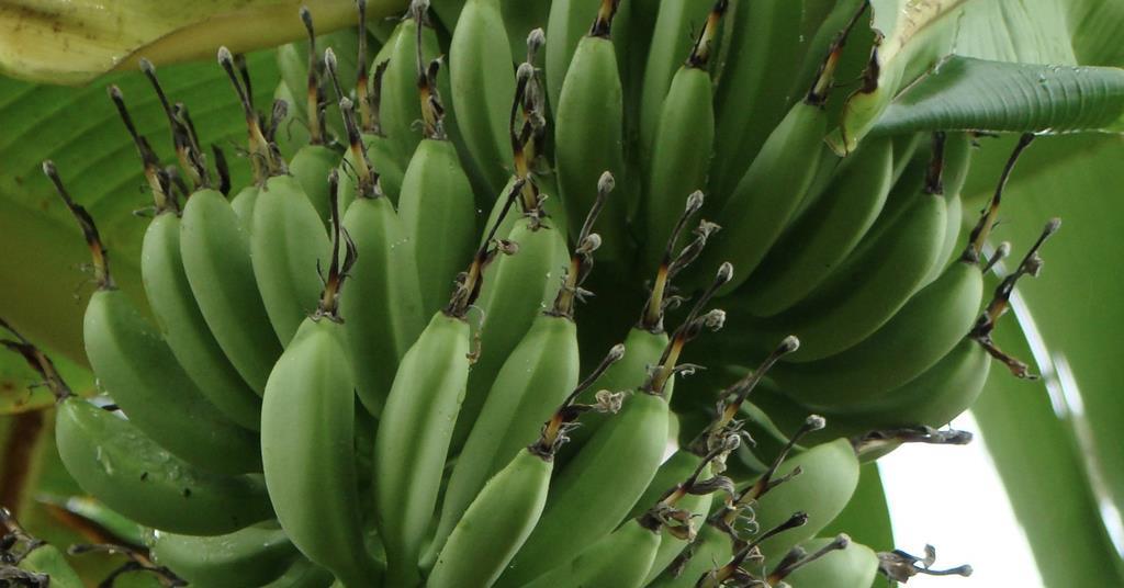 Tough times for Peruvian bananas | News | Fruitnet