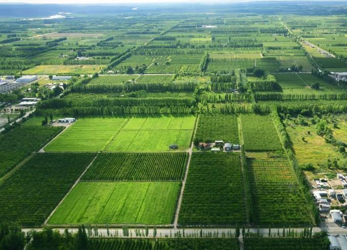 Prima Group acquires Moño Azul | Article | Fruitnet