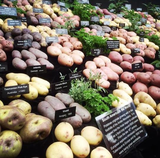 Potato display lands gold at RHS Chelsea Flower Show | Article | Fruitnet