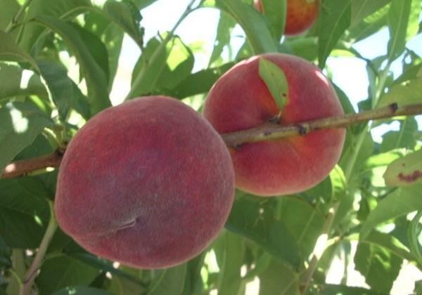 AG Thames secures Oz Peach deal | Article | Fruitnet